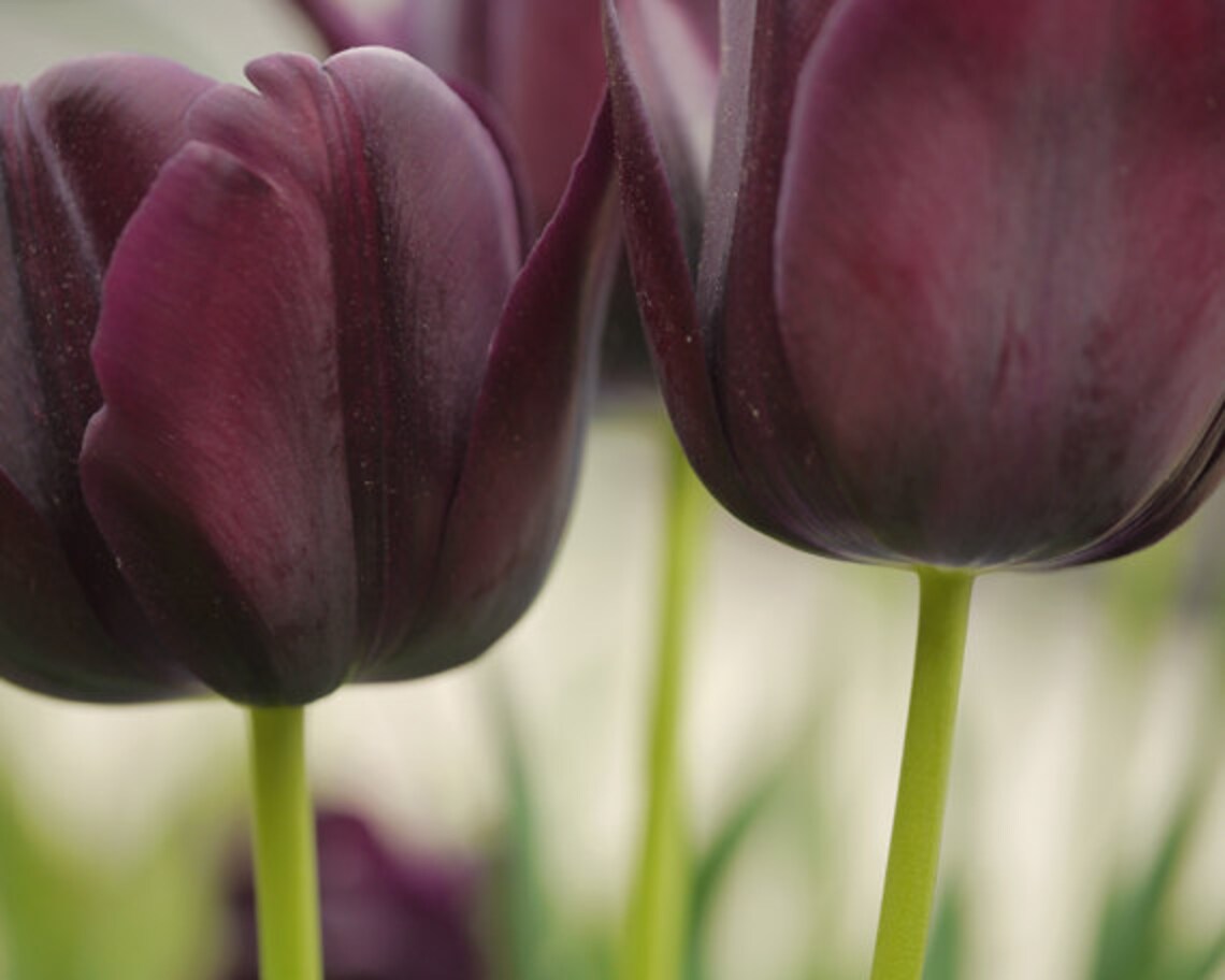 Red Purple Photo Set 4 11x14 8x10 Nature Photographs | Etsy
