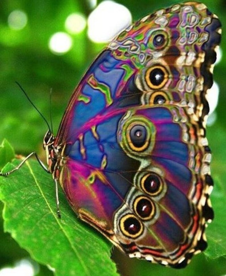 Unique, Hand Painted Silk Wings Made to Order. the Wings Like a ...