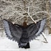 Bird Wings Inspired by the Wings of Real Birds. Unique Hand - Etsy