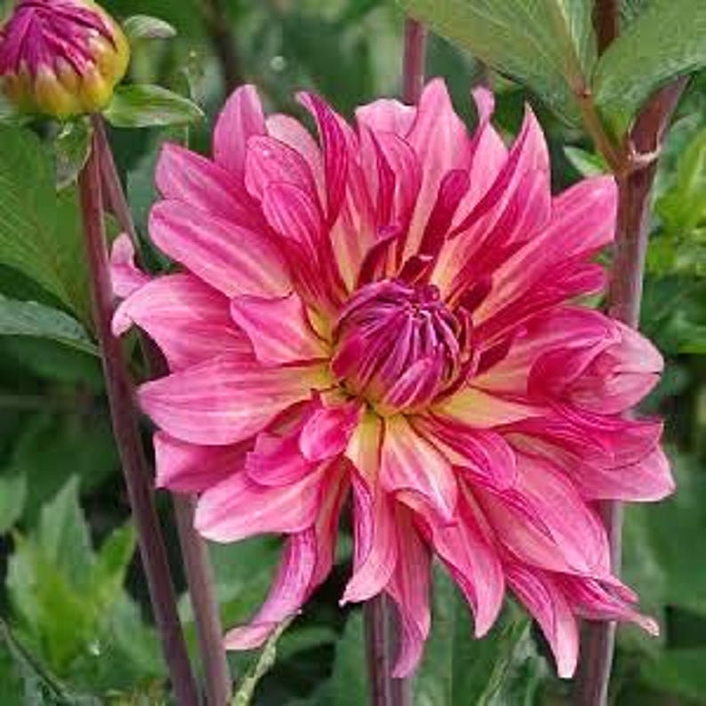 Dahlia Clump ‘dutch Delight’ Decorative Dahlia Size # 1 Clump Tubers ...