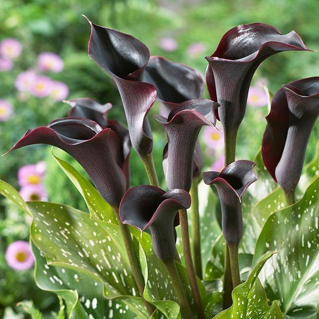 Black Hero Calla Lily Bulb | Large Size 20cm Bulbs | Nicely Packaged ...