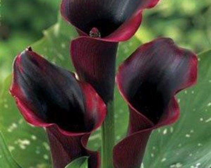 Schwarzwalder “black Forest” Calla Lily Bulb + Nicely Packaged With ...