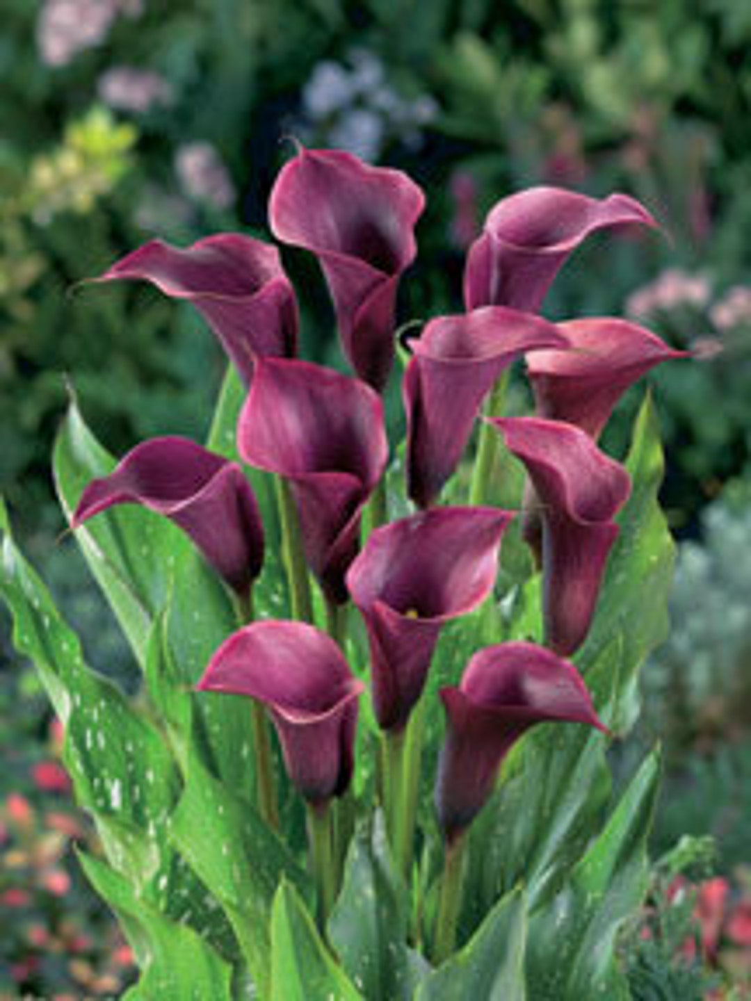 Purple Flower Calla Lily Bulb - ‘anneke’ Zantedeschia Calla Bulb + Gift ...