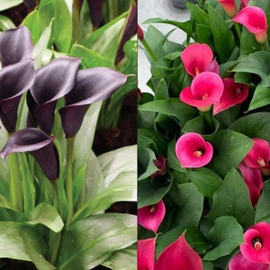 3 Calla Mix Purple-black 'odessa' and Purplish Red 'andante' Lily Bulbs ...
