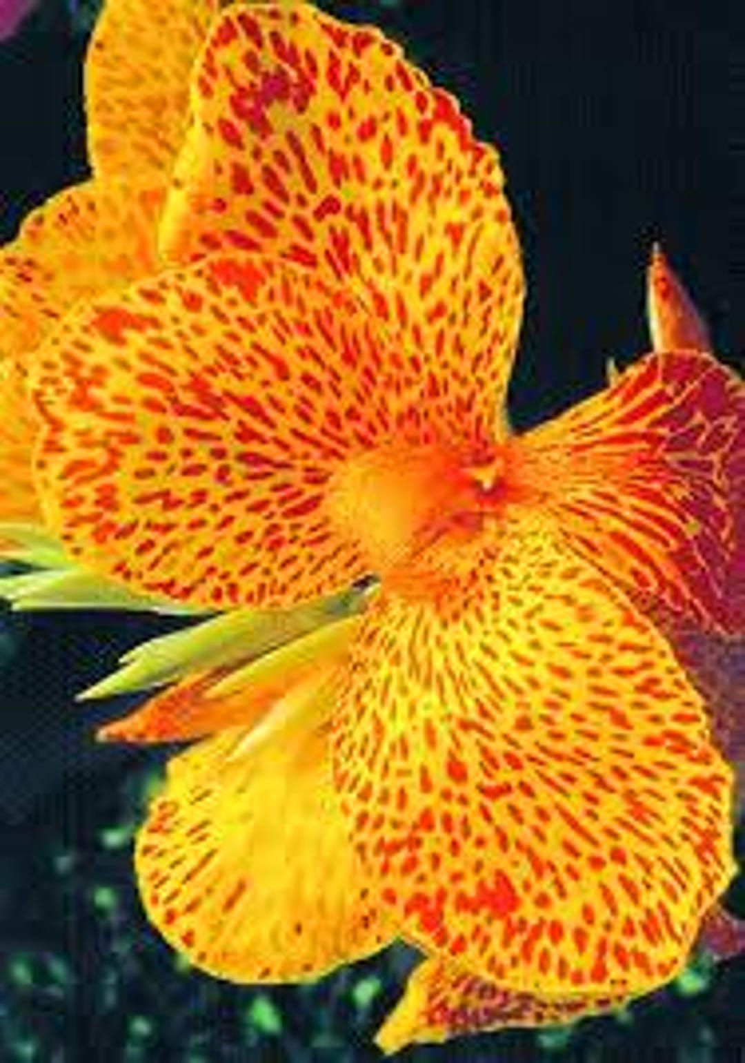 Dwarf Golden Yellow En Avant Canna Lily Flower Bulb - Gift Packaged ...