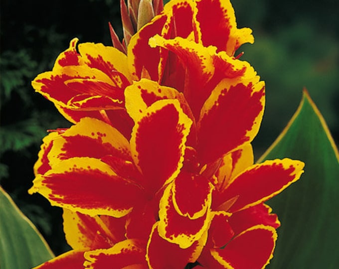Red and Yellow ‘lucifer’ Dwarf Canna Lily Size # 1 Bulb + Nicely ...