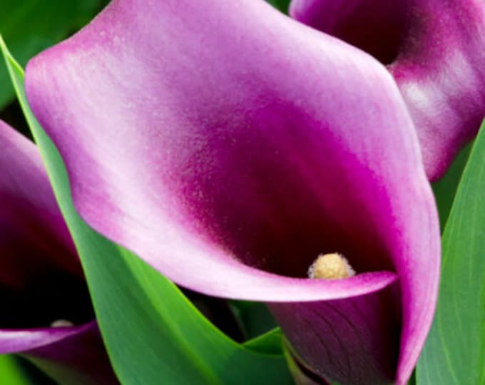 Large Size 20/22cm Purple Calla 'paco' Lily Bulbs + Gift Packaged With ...