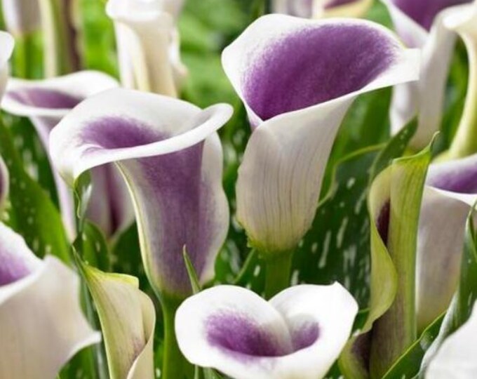 Size 20cm - Purple and White Flower ‘picasso’ Calla Lily Bulbs + Nicely ...