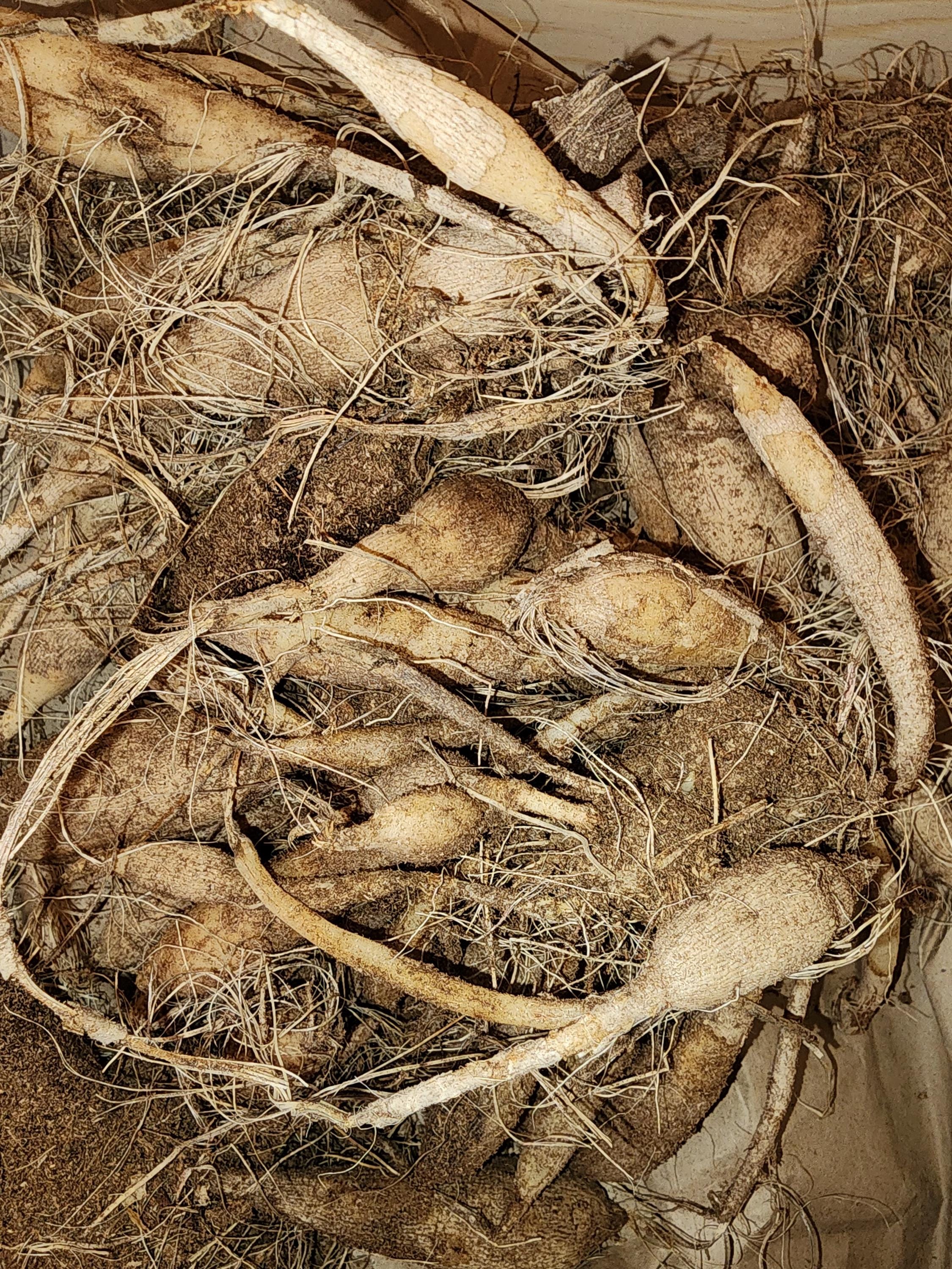 Dahlia Clump ‘dutch Delight’ Decorative Dahlia Size # 1 Clump Tubers ...