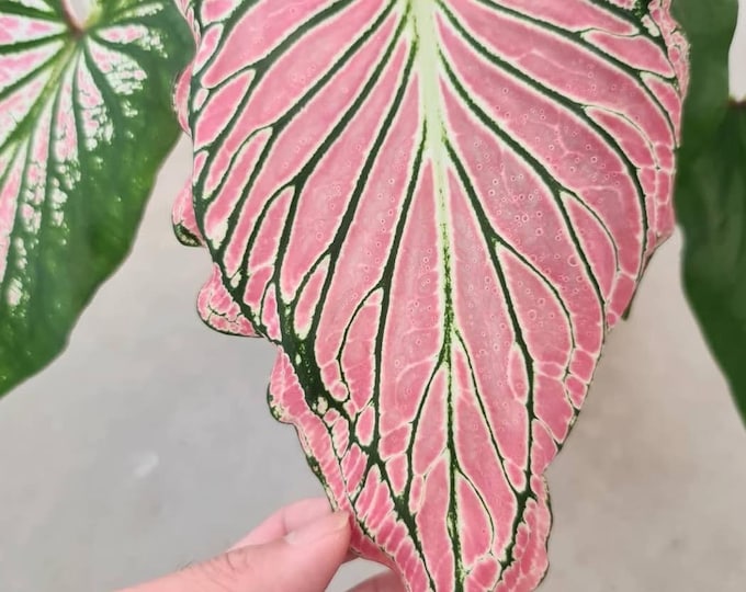 Pink Symphony Caladium - Thai Beauty Caladium- Pink- Size # 1 Bulb ...