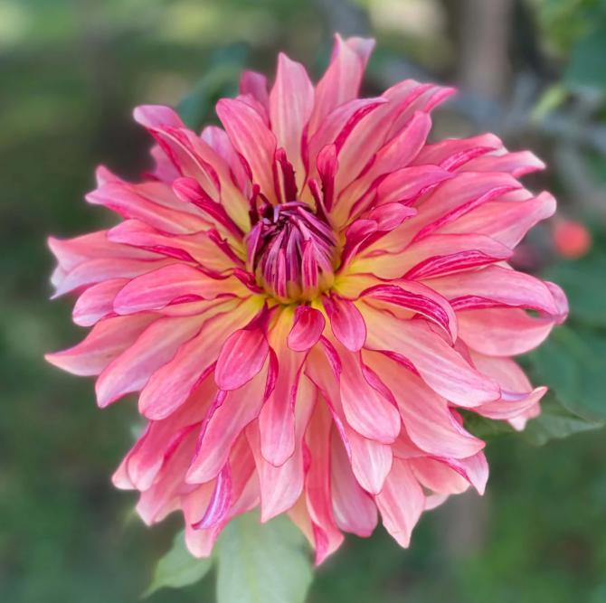 Dahlia Clump ‘dutch Delight’ Decorative Dahlia Size # 1 Clump Tubers ...