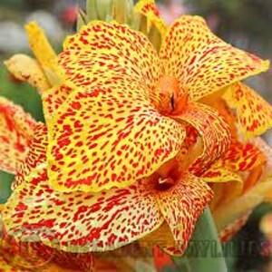 Dwarf Golden Yellow En Avant Canna Lily Flower Bulb - Gift Packaged ...