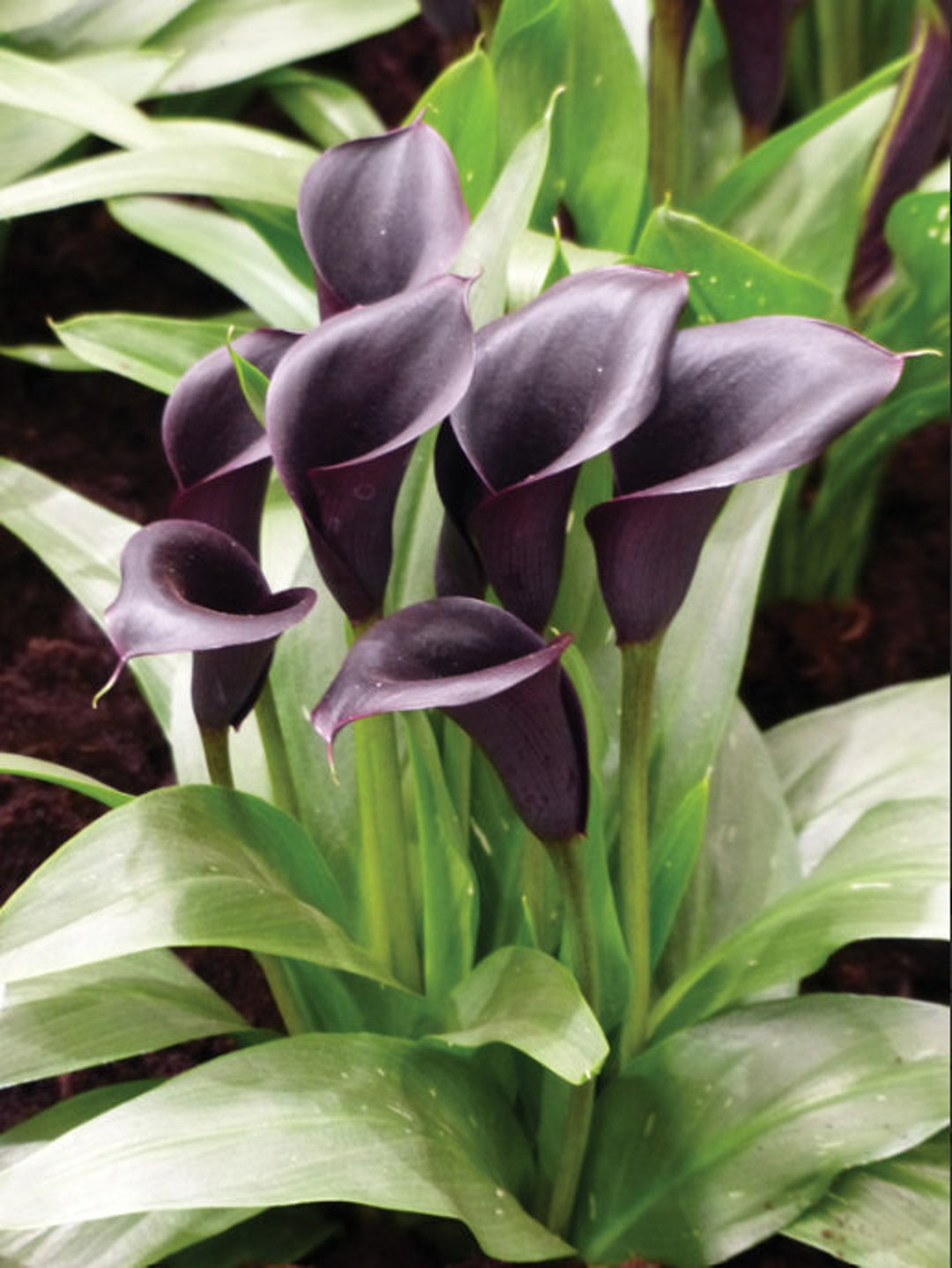 2 Size 18/20cm Purple Black 'odessa' Calla Lily Bulb Nicely Packaged ...