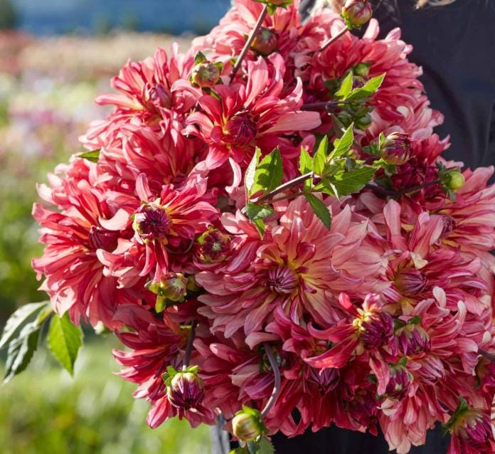Dahlia Clump ‘dutch Delight’ Decorative Dahlia Size # 1 Clump Tubers ...