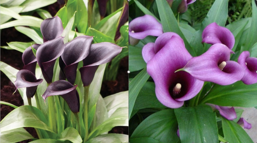 Black and Purple Calla Mix Odessa & Paco Calla Lily Flower Bulbs Nicely ...