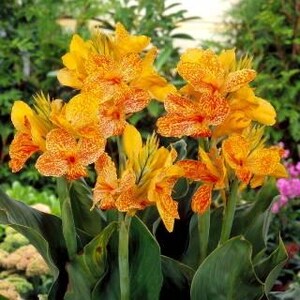 Dwarf Golden Yellow En Avant Canna Lily Flower Bulb - Gift Packaged ...