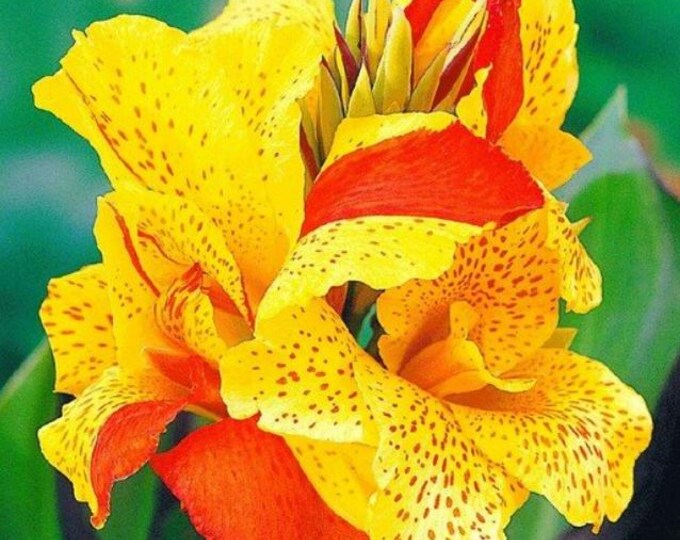 Cleopatra Canna Lily Bulb - Nicely Packaged With Growing Instructions ...