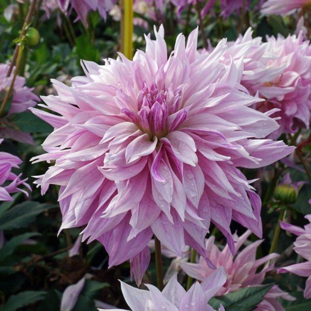 Labyrinth Two-tone Dinnerplate Dahlia - Size #1 Tuber - Lilac/ Violet ...