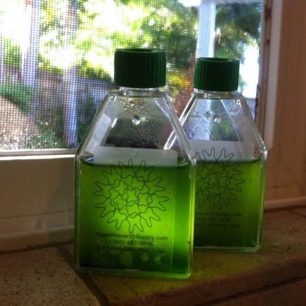 Green Algae - Etsy