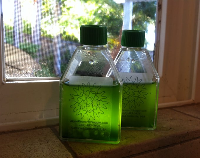 Algae Growing Kit. - Etsy