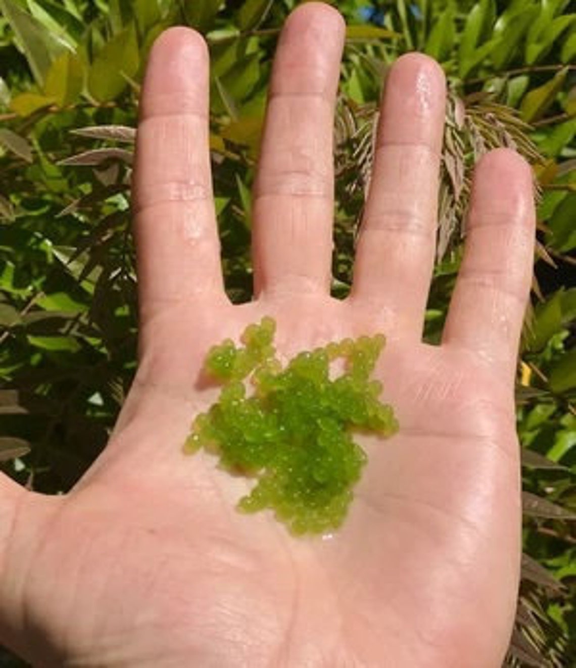 Algae Beads Only 200 - Etsy