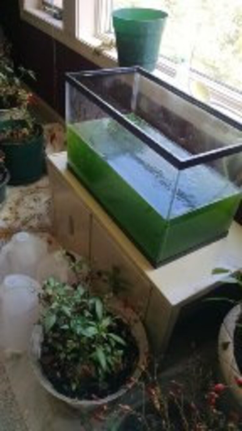 Algae Research Supply: Spirulina Farming Kit - Etsy