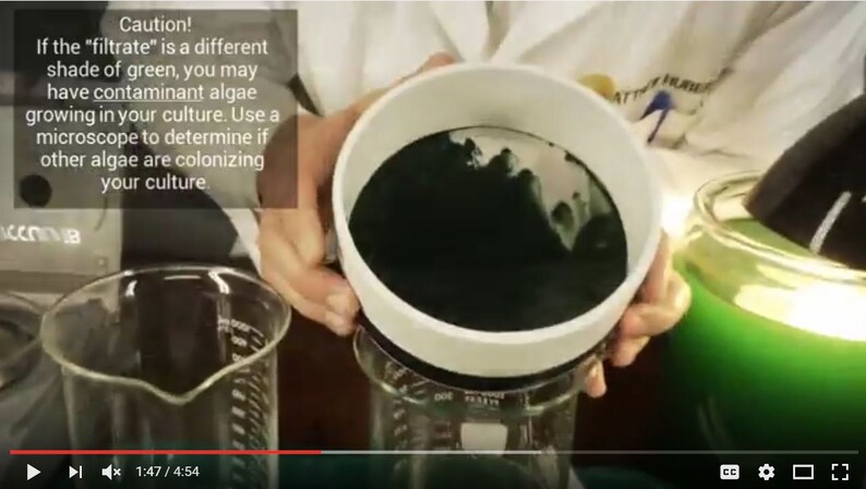 Algae Research Supply: Spirulina Farming Kit - Etsy