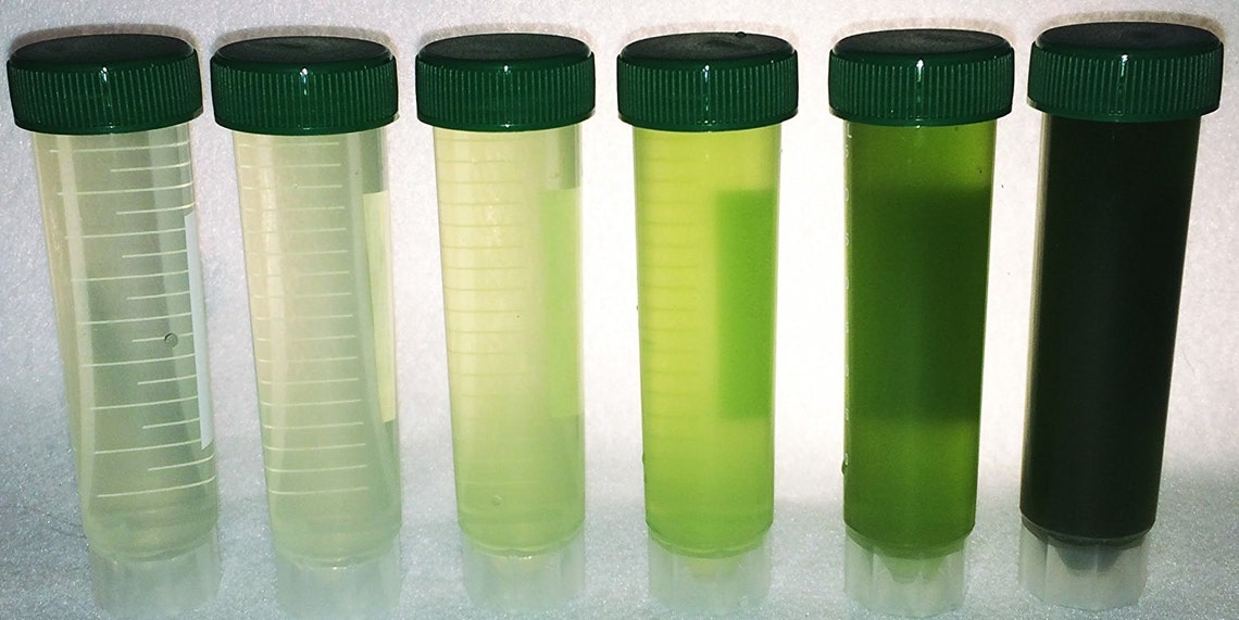 Algae Research Kit Culture and Supplies - Etsy
