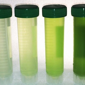 Algae Research Kit Culture and Supplies - Etsy