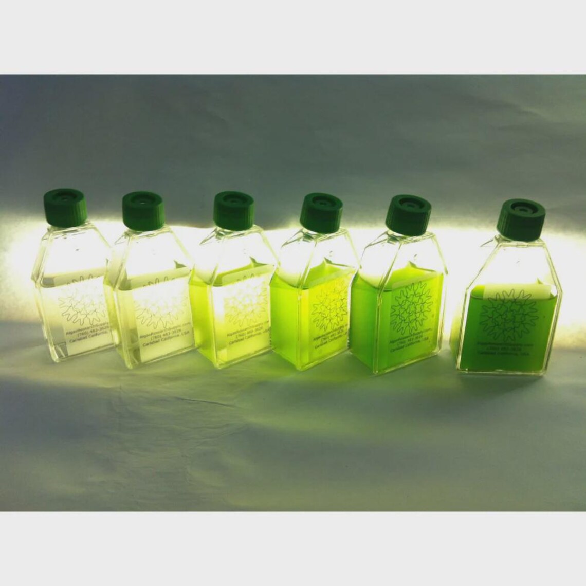 Algae Growing Kit - Science Projects and More! - Etsy