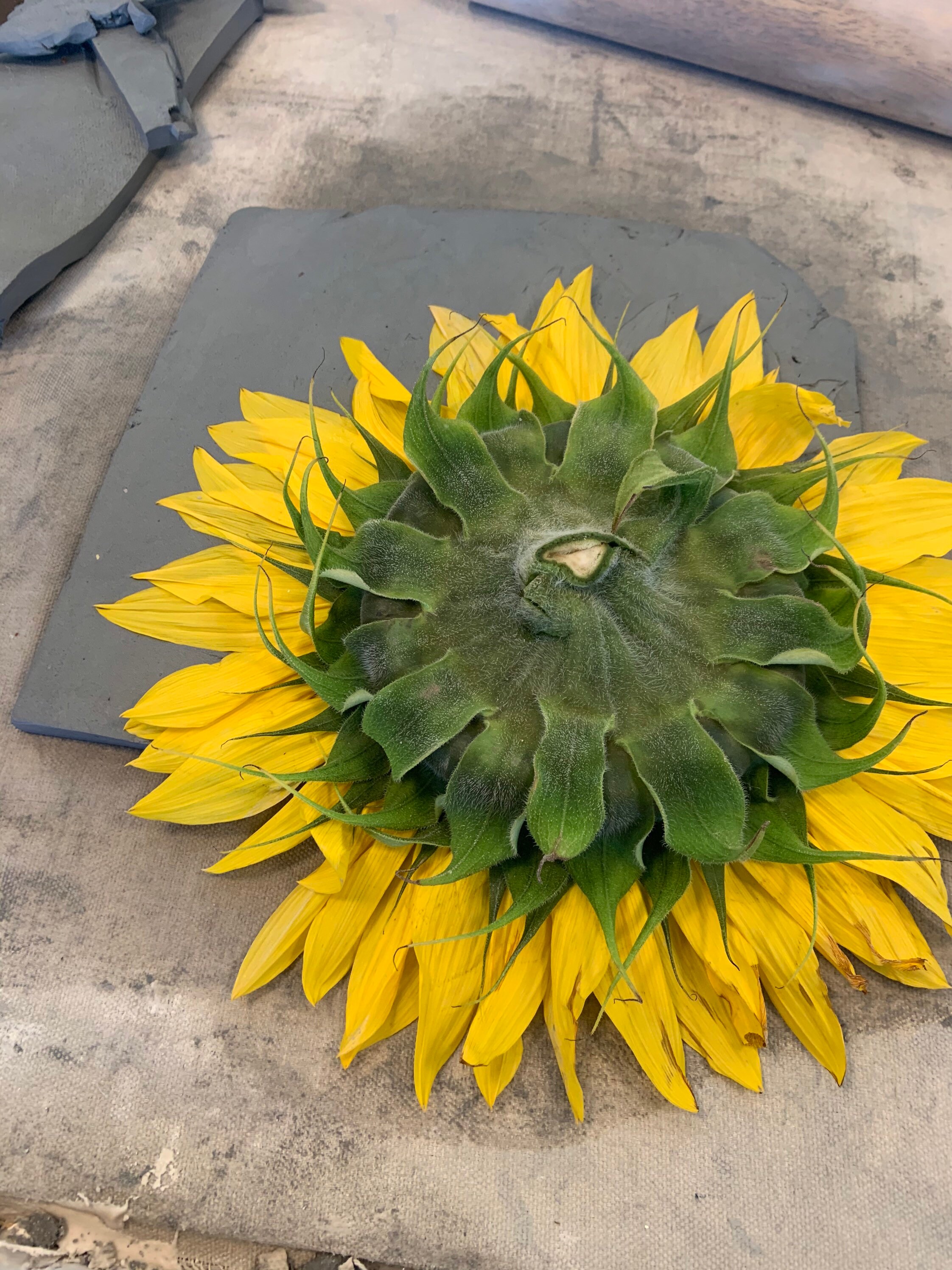 Sunflower Botanical Bas-Relief | Etsy