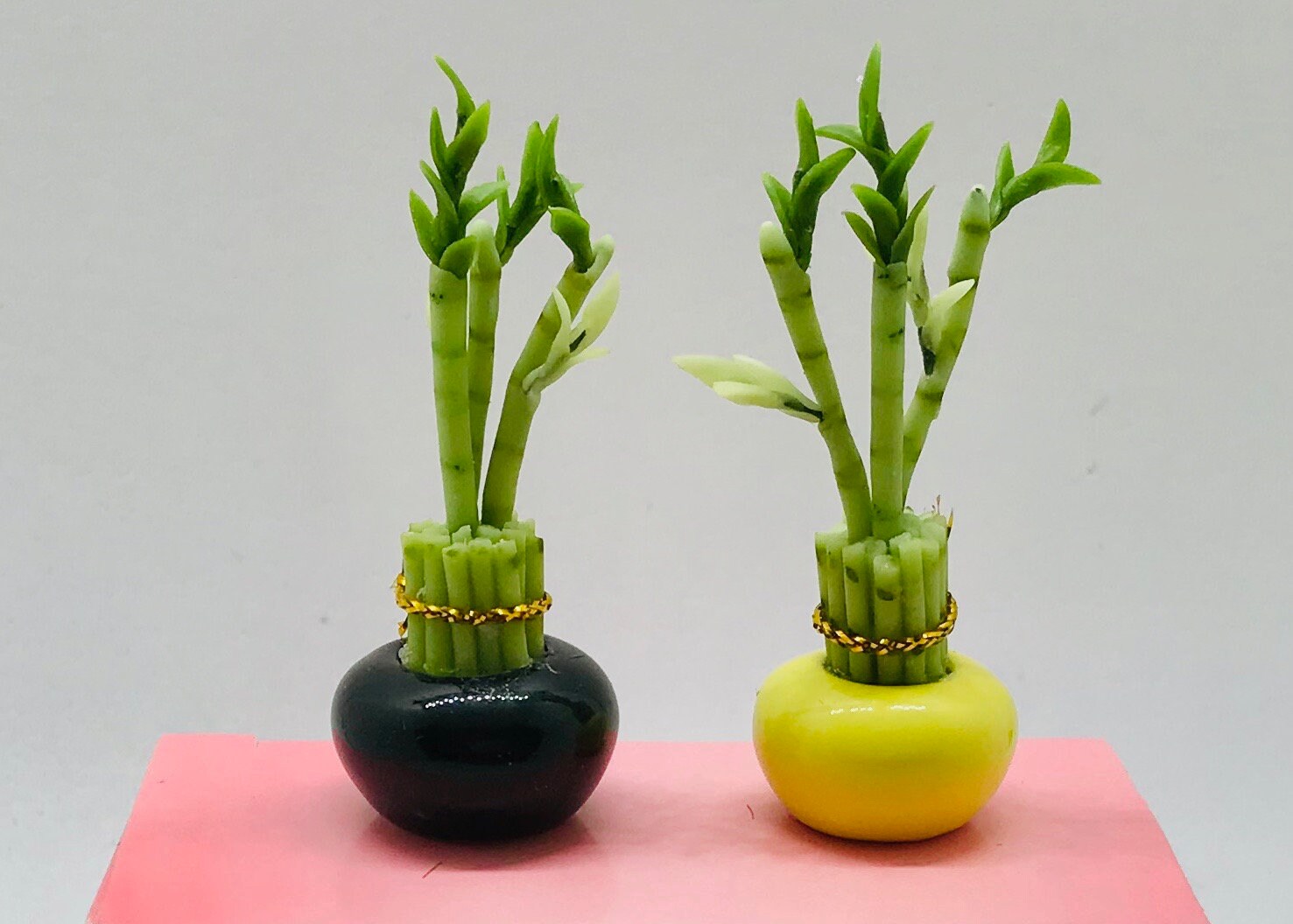 Miniature Lucky Bamboo - Etsy