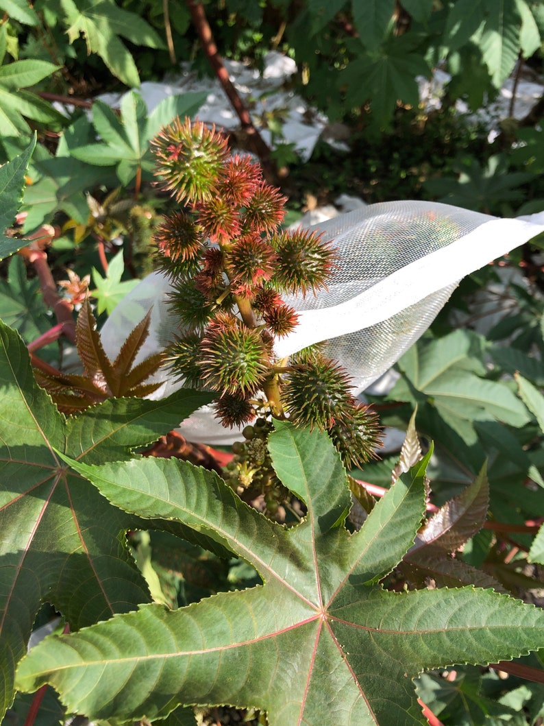 Types Of Castor Bean Seeds at Deloris Colvin blog