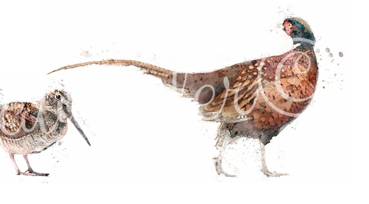 Watercolour Game Bird Print British Country Bird Pheasant | Etsy