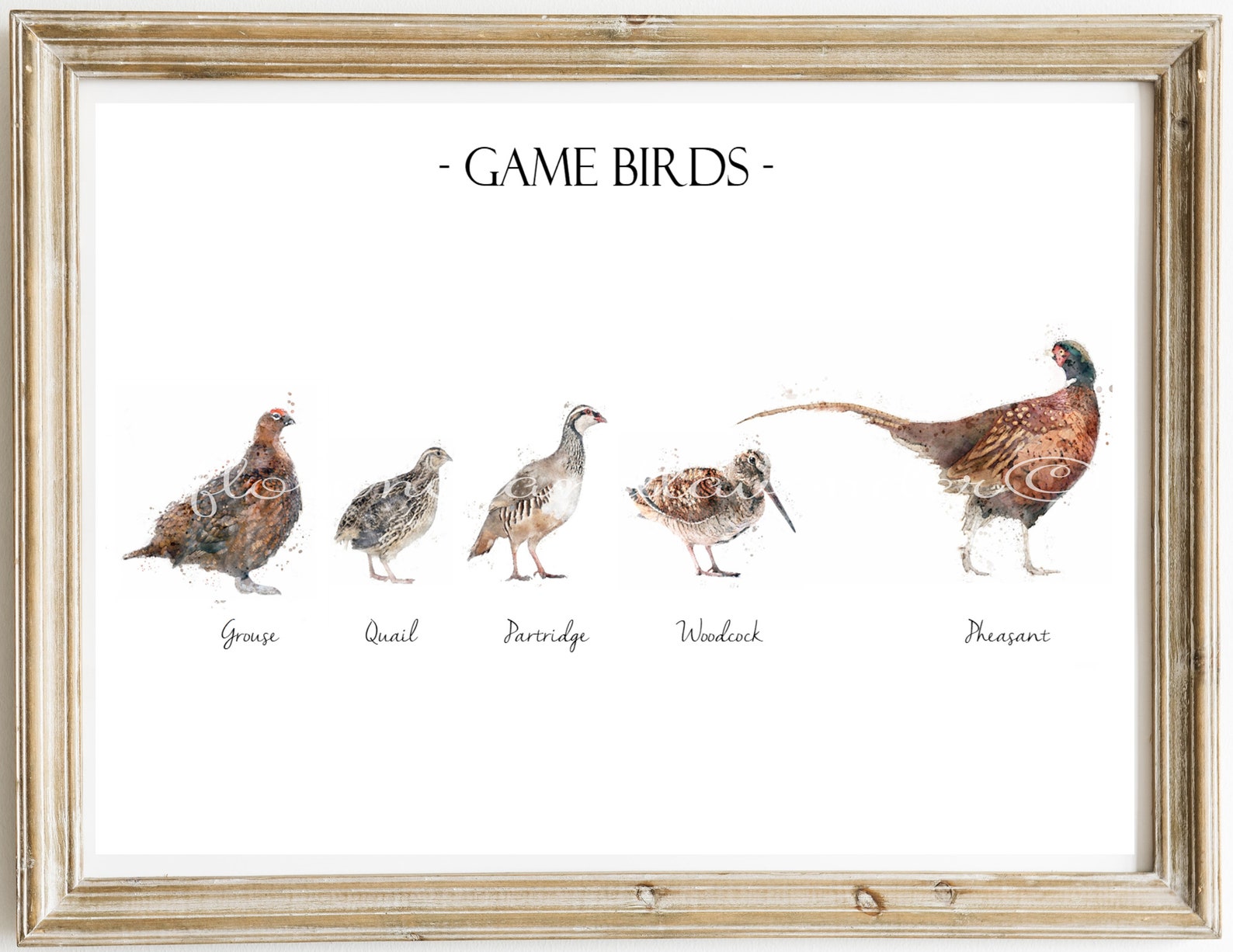 Watercolour Game Bird Print British Country Bird Pheasant - Etsy UK