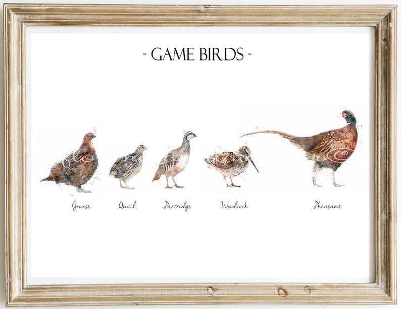Watercolour Game Bird Print British Country Bird Pheasant - Etsy UK