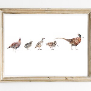 Watercolour game bird print british country birds pheasant | Etsy