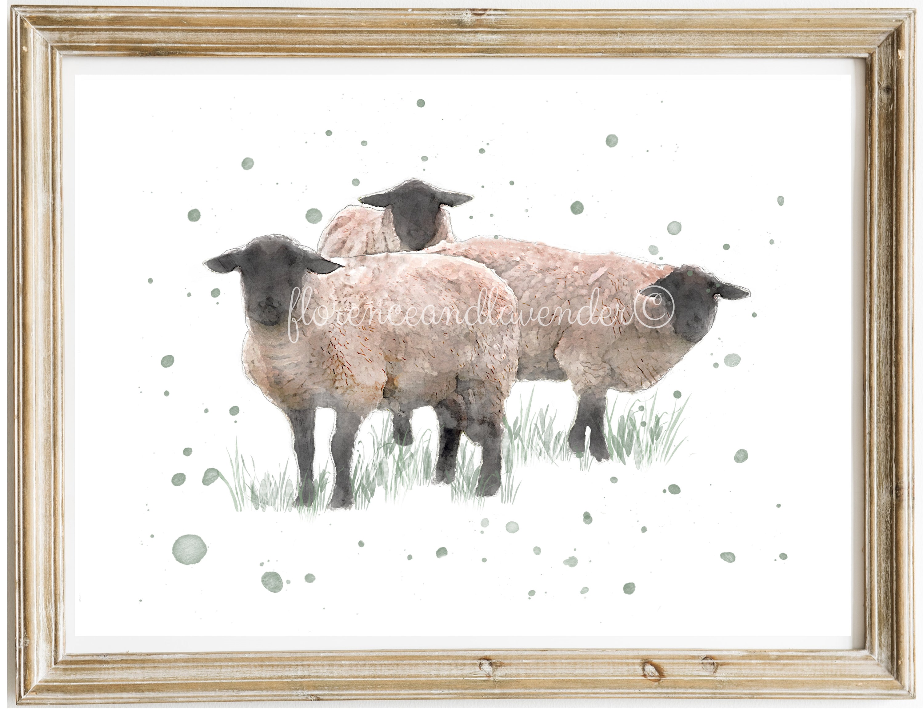 Suffolk Sheep