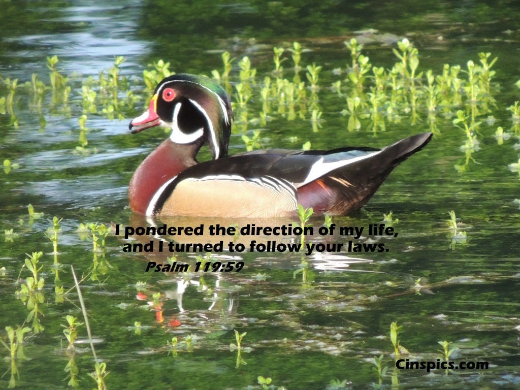 Handsome Duck With Psalm 119 59 8x10 Etsy handsome-duck-with-psalm-119-59-8x10-etsy