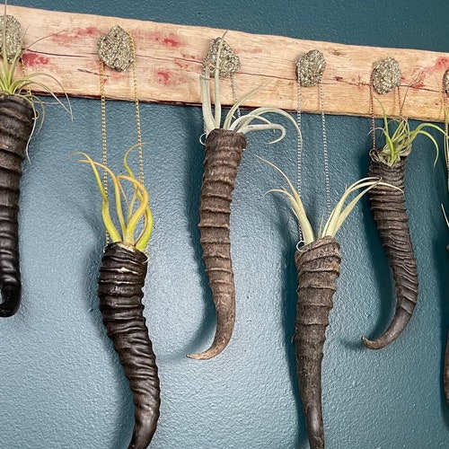 Springbok Horn Wall Hanging / Seven Colors / Eclectic Boho | Etsy