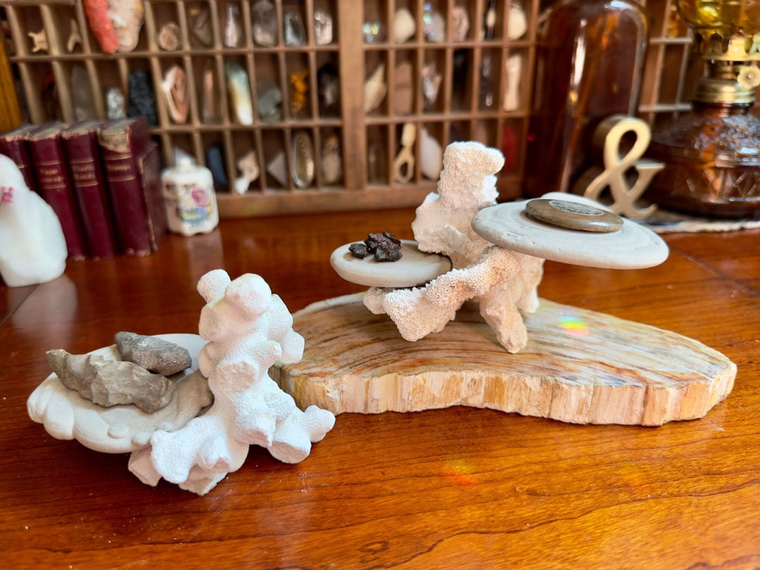 Coral & Stone Display Stands for Small Objects / Natural Specimen Decor ...
