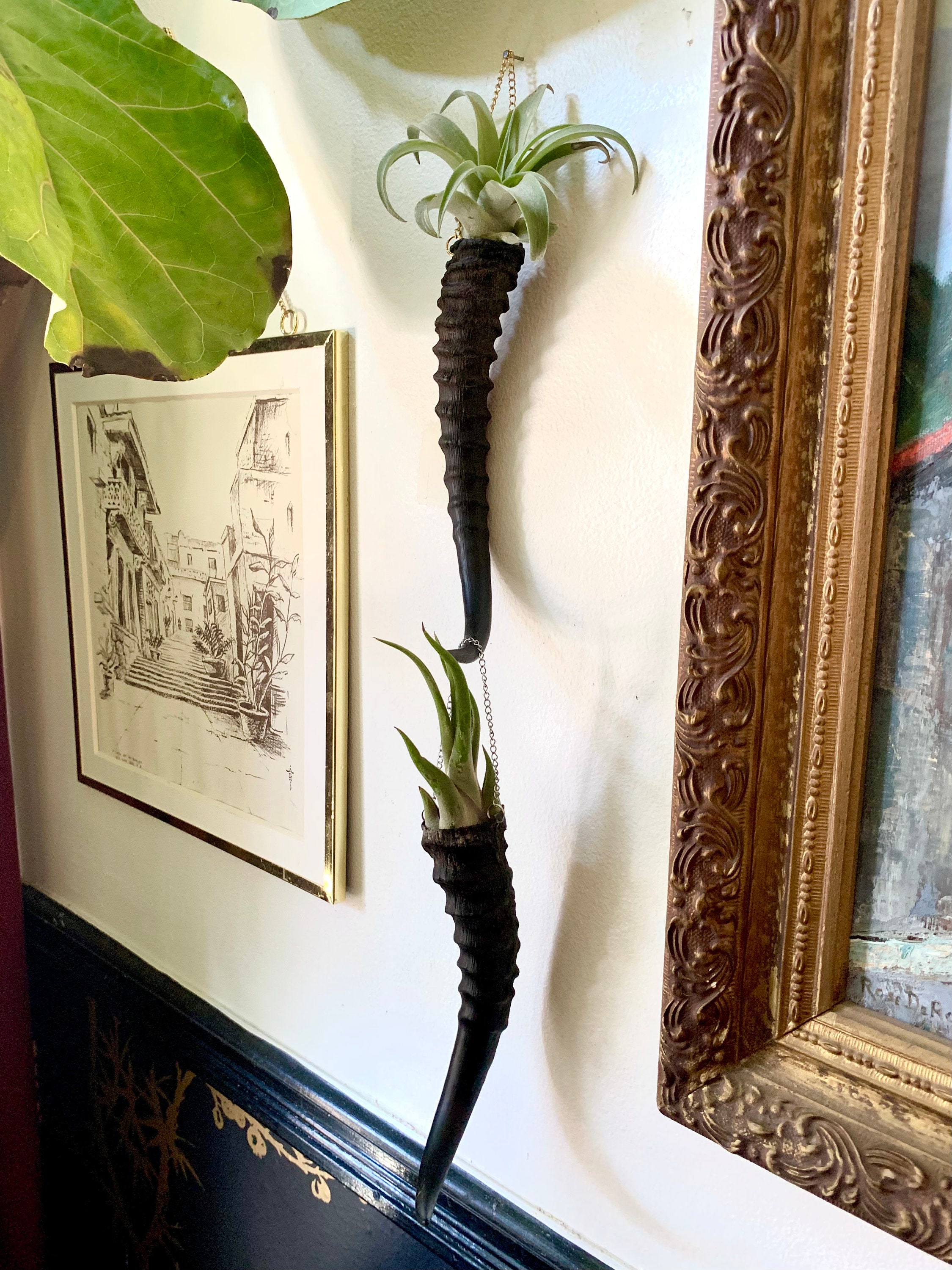 Wall Hanging Air Plant Holder / Springbok Horn and Chain / Boho ...