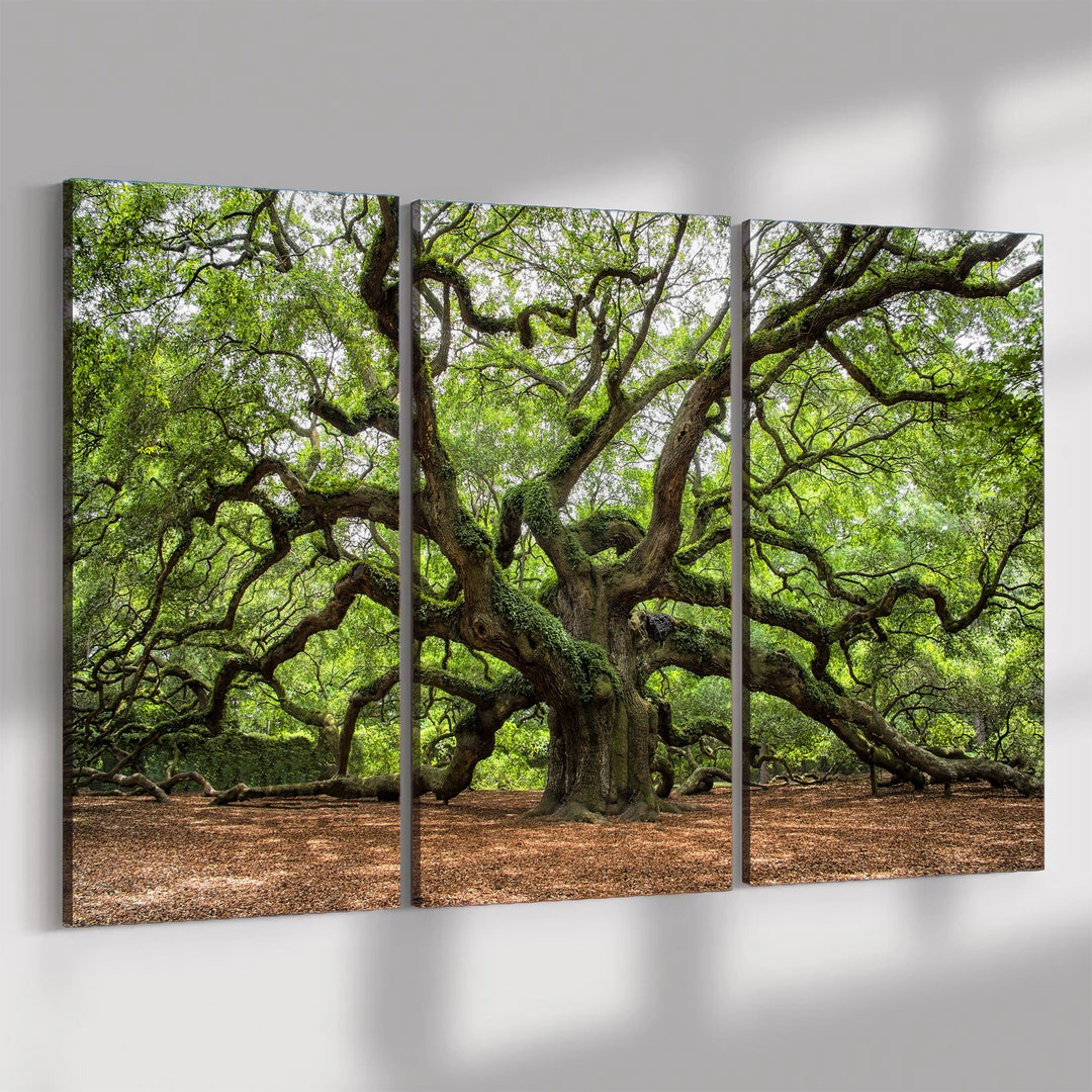 Angel Oak Tree in John’s Island Canvas Print Wrap Wall Art by Limitless ...