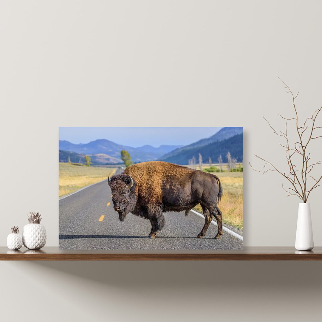 Wild Bison Buffalo Blocking the Road Canvas Wall Art | Décor for Home ...