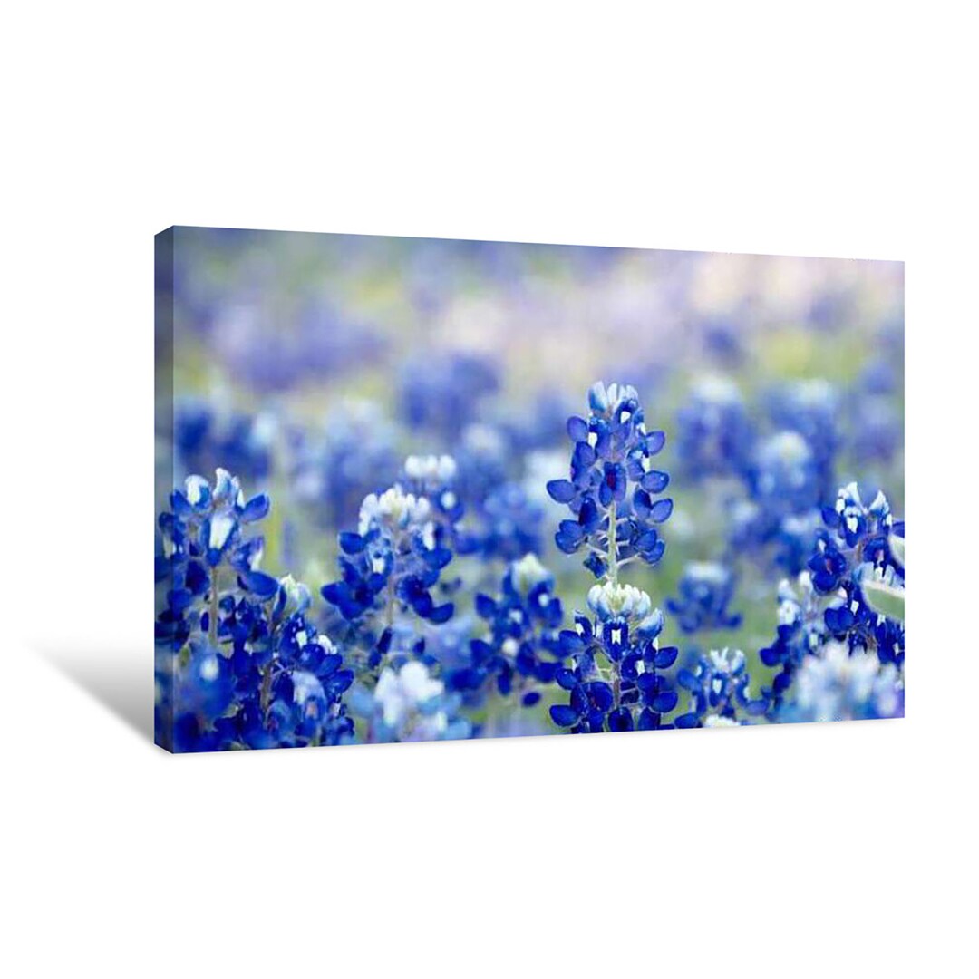 Bluebonnet Flowers Canvas Print Wall Art | Décor for Home & Office ...