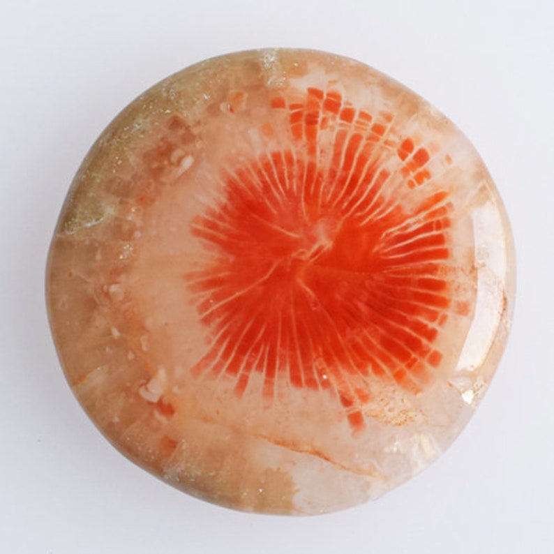 Awesome Round Shape Rare Red Horn Coral Cabochon Size | Etsy