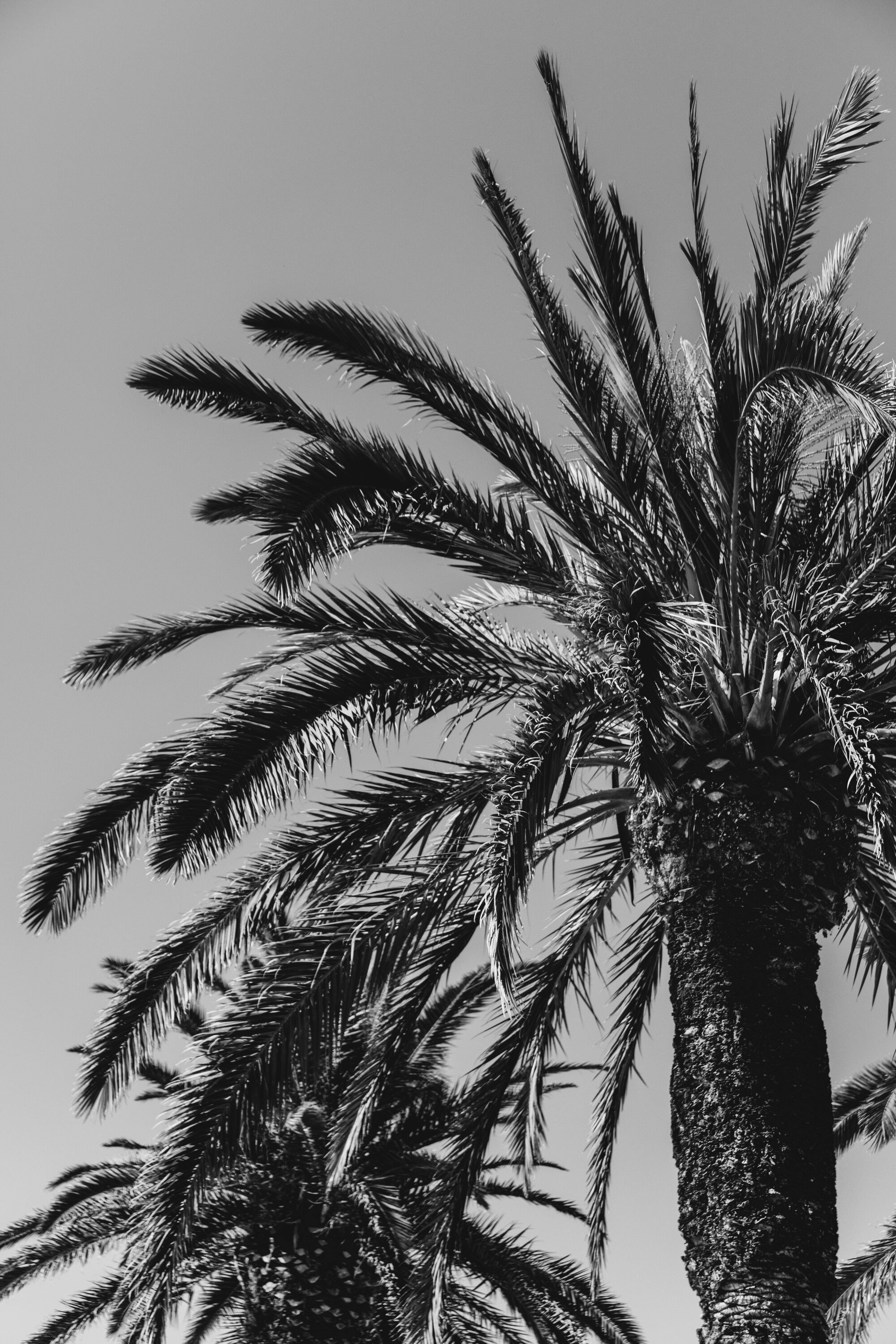 PRINTABLE "palm Trees" Digital Download Photography Wall Art Suitable ...