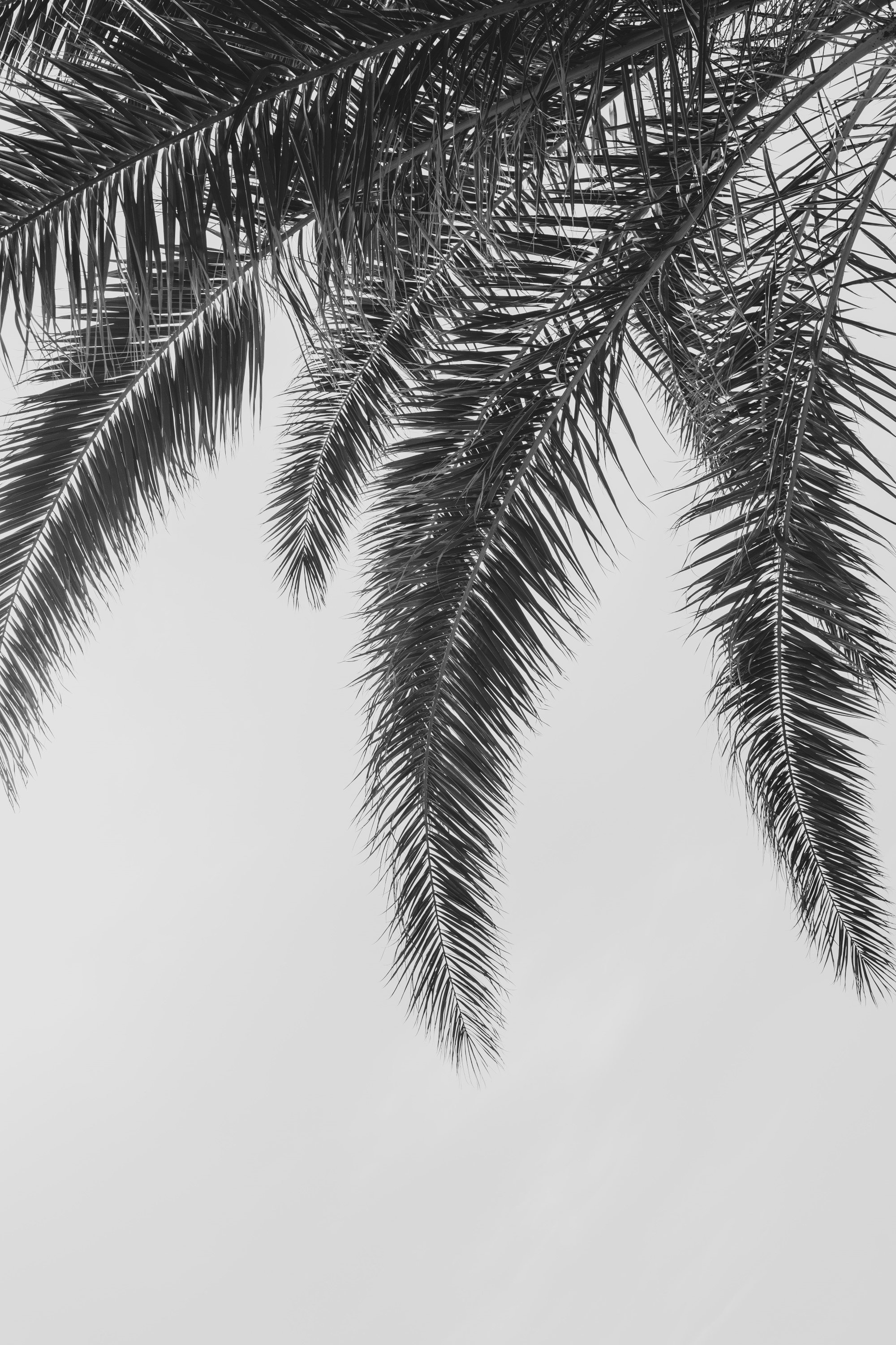 PRINTABLE minimal Palm Tree Botanical Digital Download Contemporary ...