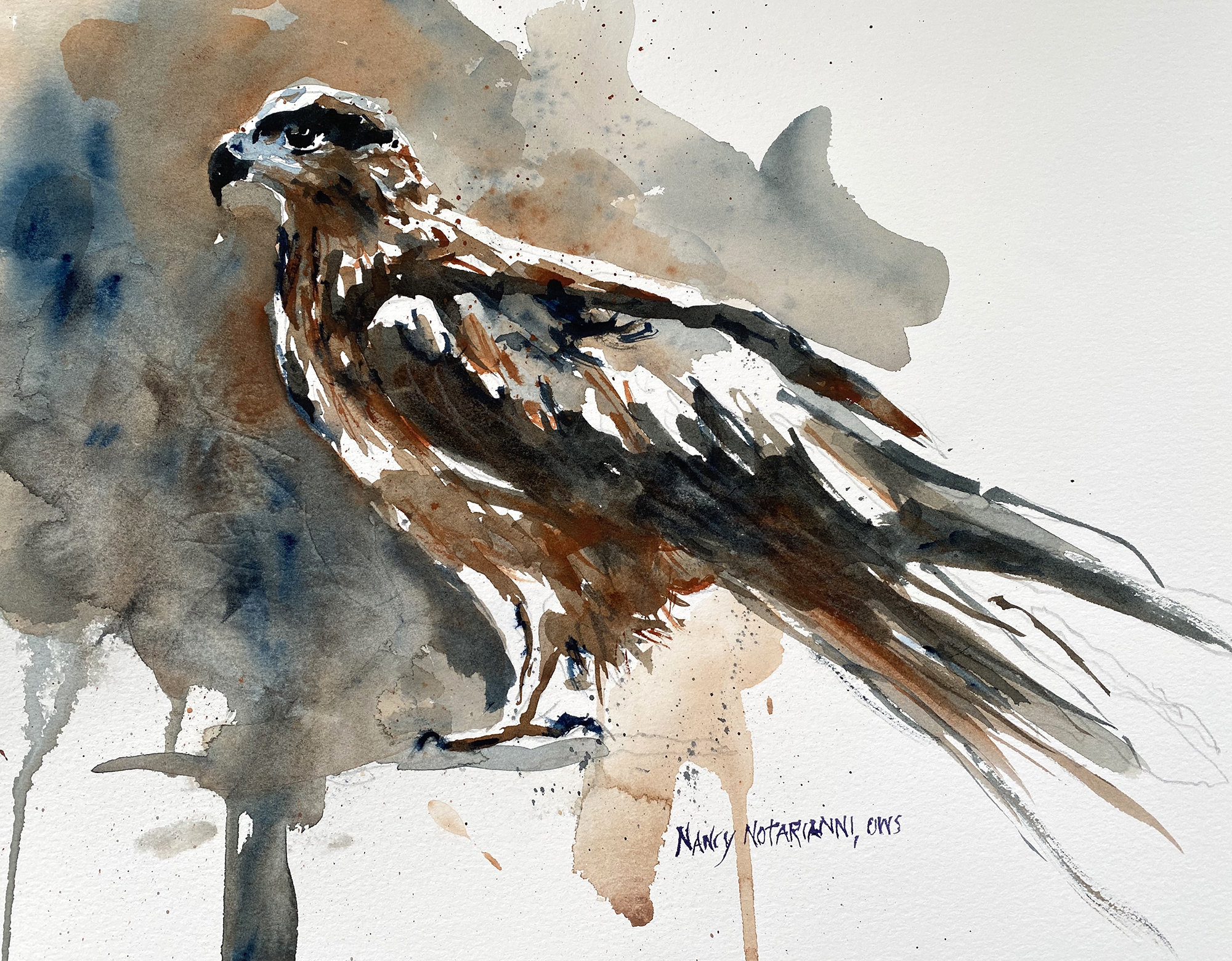 Hawk Painting Watercolor