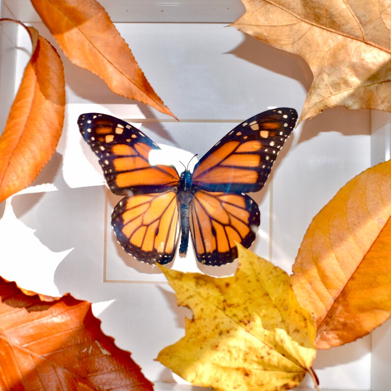 Single Monarch Butterfly in Frame Preserved Butterfly - Etsy